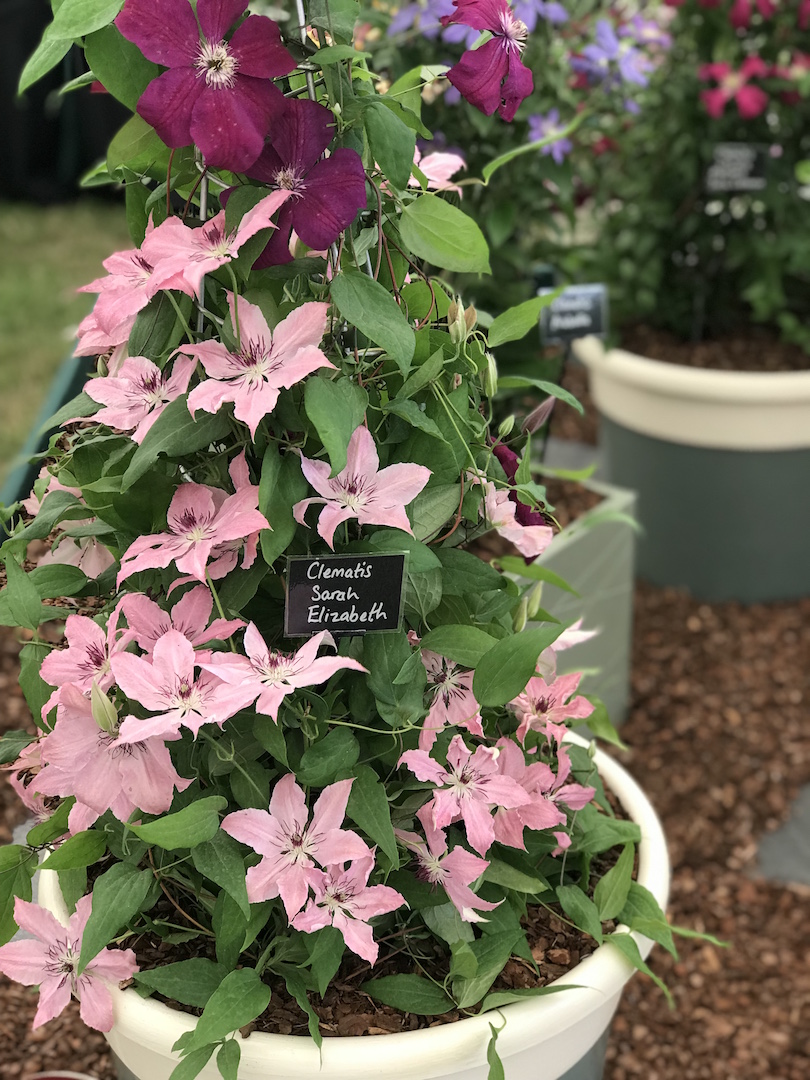 A Visit To Hampton Court Palace Garden Festival 2021
